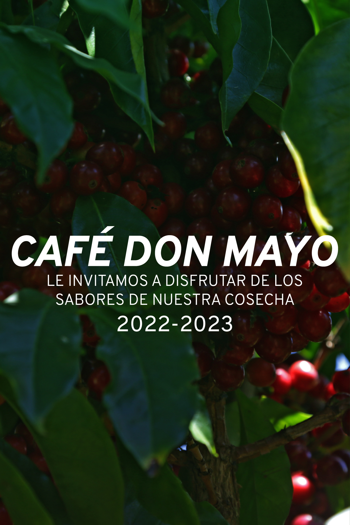 home - Tienda Café Don Mayo